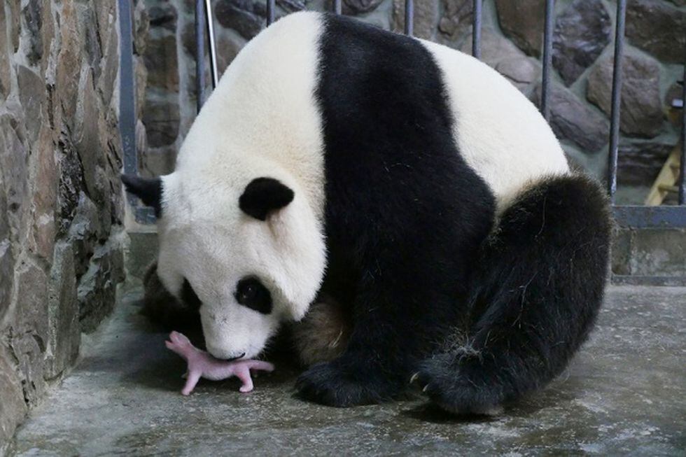 Nasce urso panda: 145 gramas de panda | Internacional | EL PAÍS Brasil