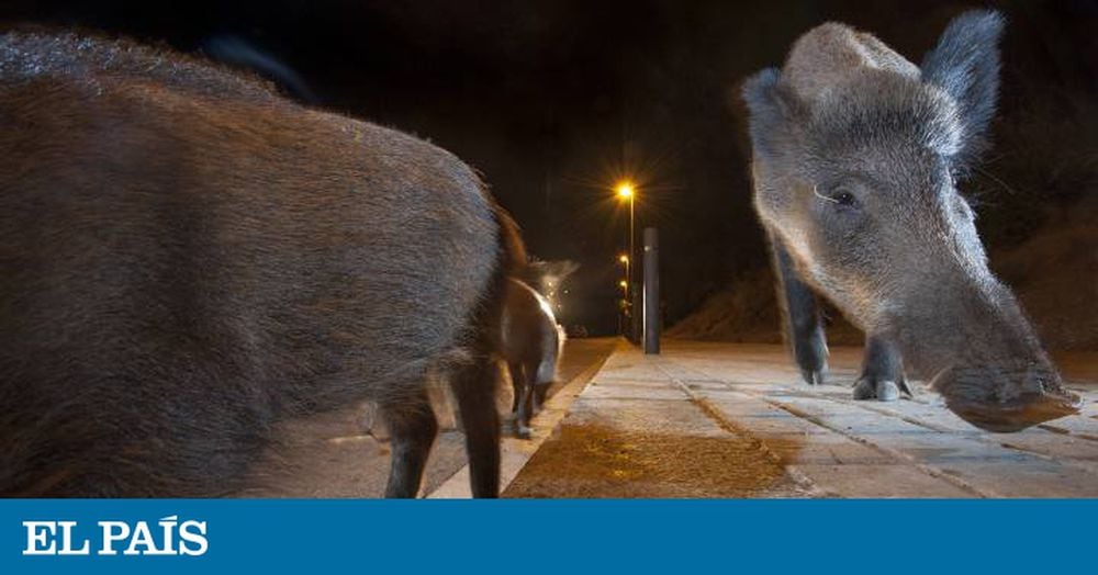 Animais estão se tornando mais noturnos para evitar os humanos ...