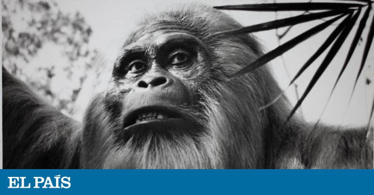Proteínas ‘ressuscitam’ o maior primata da Terra | Ciência | EL PAÍS Brasil