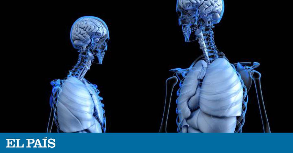 Interstício: Descoberto um novo órgão gigante que não se vê ao ...